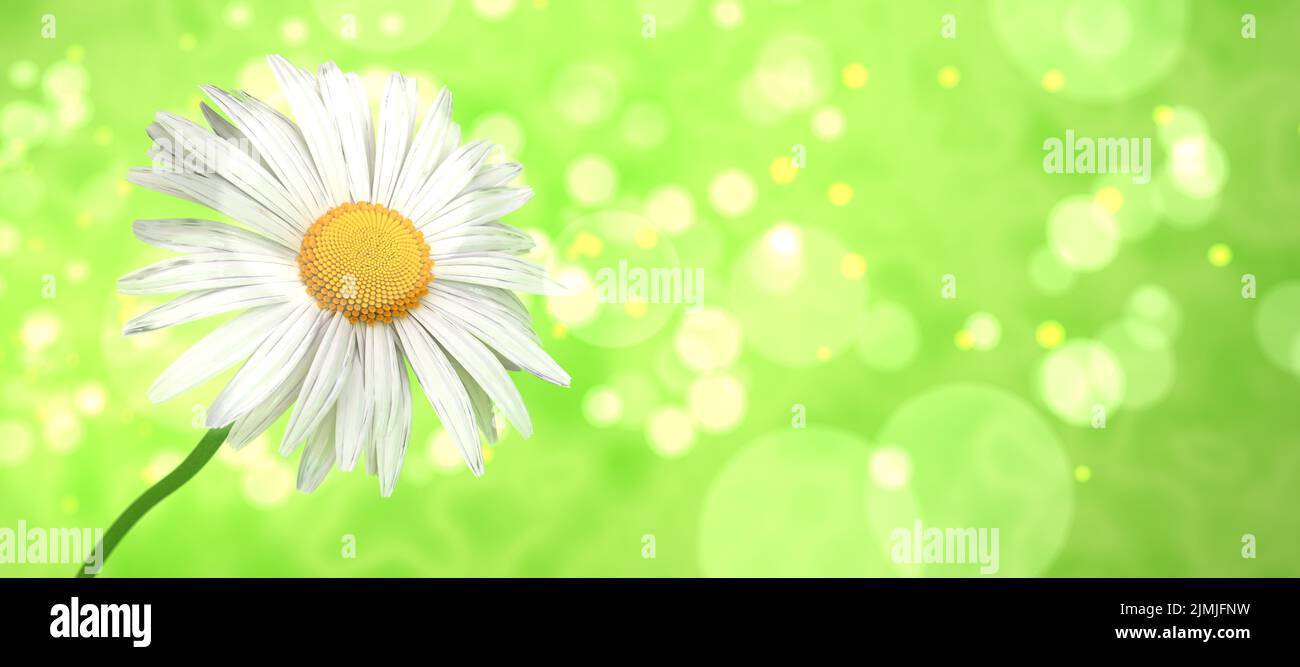 Flying white daisy flower Stock Photo - Alamy