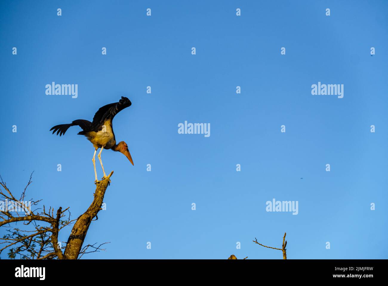 Ugly Marabou stork bird during sunset in South Africa Thanda Game ...