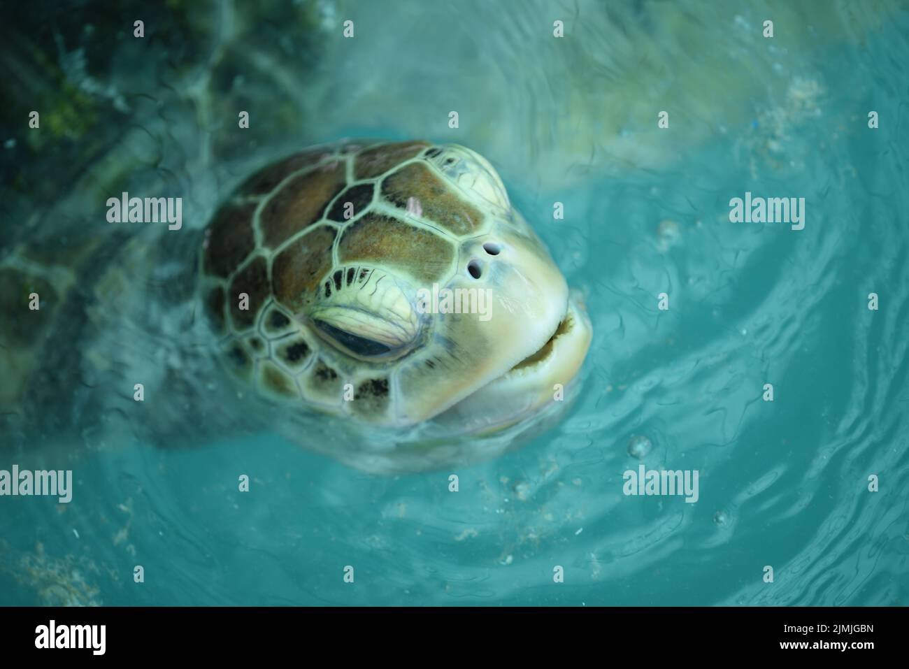 Chonburi, Thailand. 06th Aug, 2022. Sea Turtle Conservation Center is ...