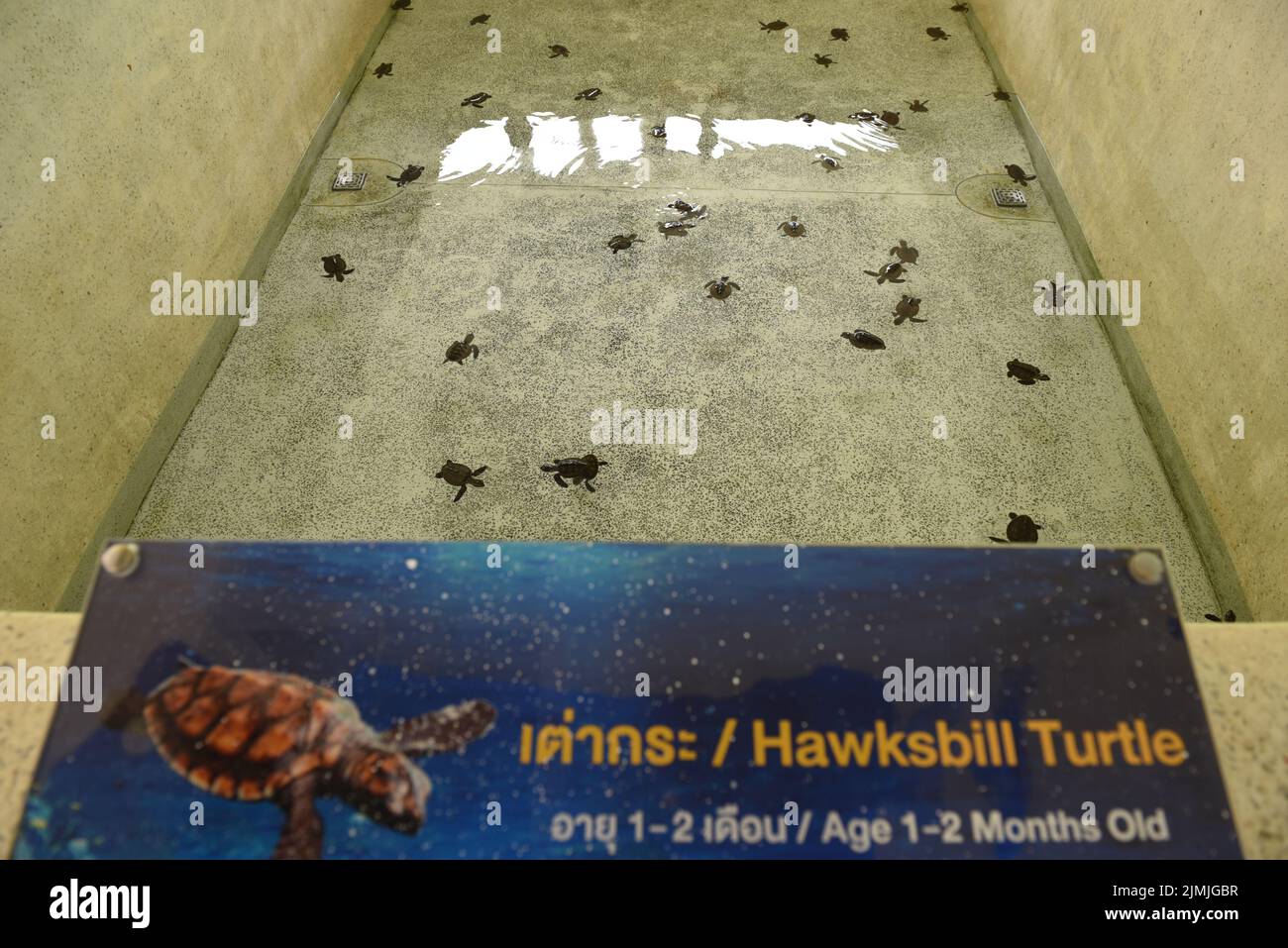 Chonburi, Thailand. 06th Aug, 2022. Sea Turtle Conservation Center is ...