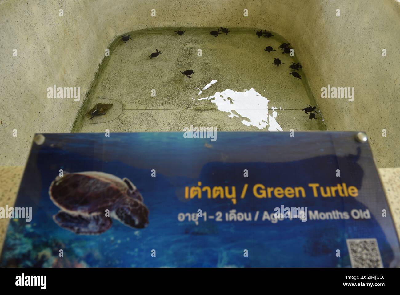 Chonburi, Thailand. 06th Aug, 2022. Sea Turtle Conservation Center is ...