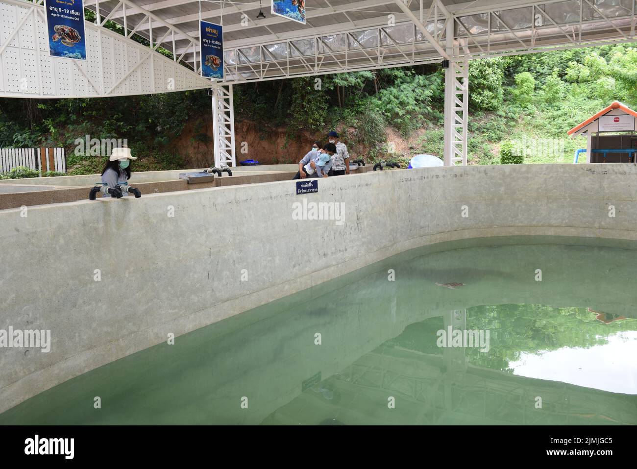 Chonburi, Thailand. 06th Aug, 2022. Sea Turtle Conservation Center is ...