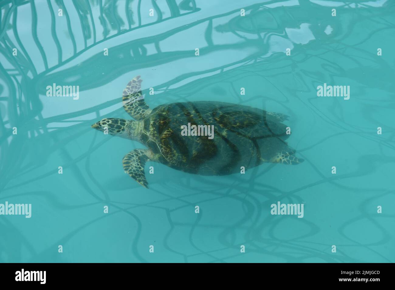 Chonburi, Thailand. 06th Aug, 2022. Sea Turtle Conservation Center is ...