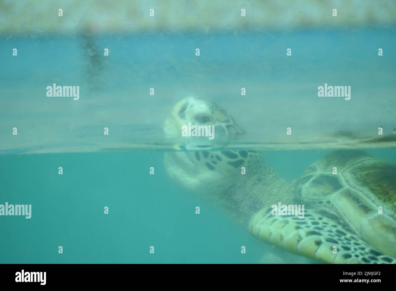 Chonburi, Thailand. 06th Aug, 2022. Sea Turtle Conservation Center is ...