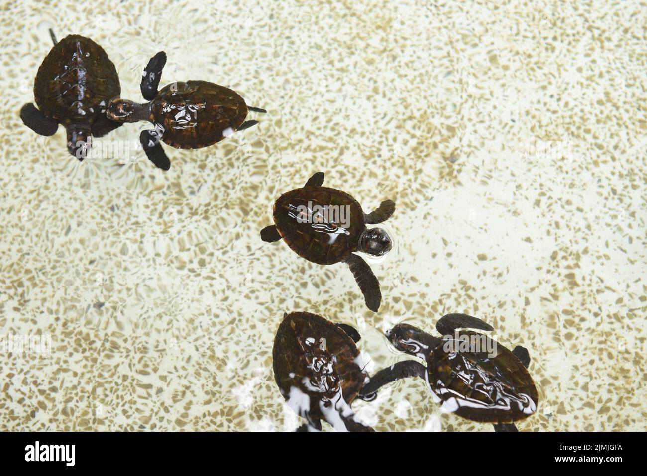 Chonburi, Thailand. 06th Aug, 2022. Sea Turtle Conservation Center is ...