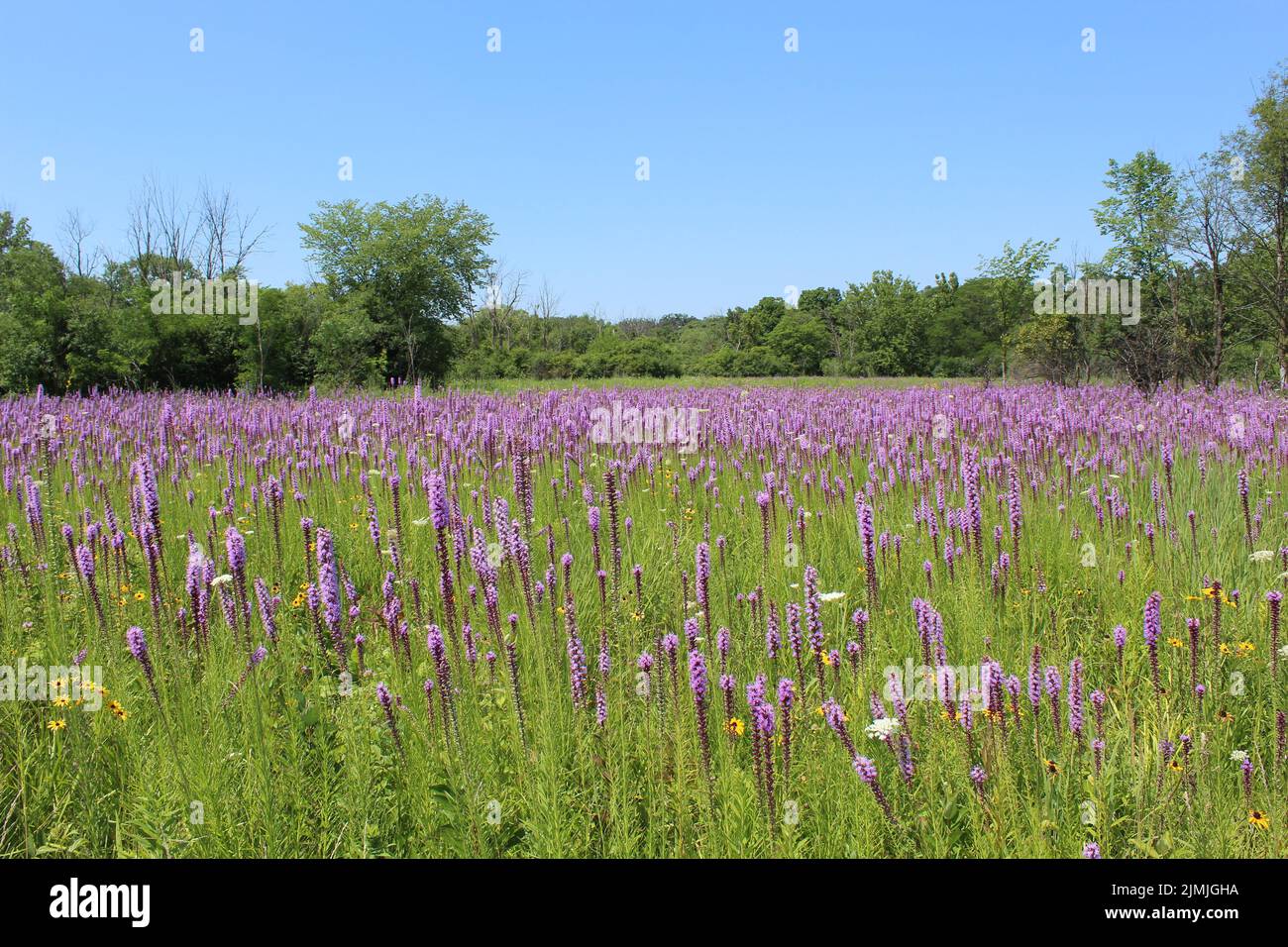 Pine woods hi-res stock photography and images - Alamy