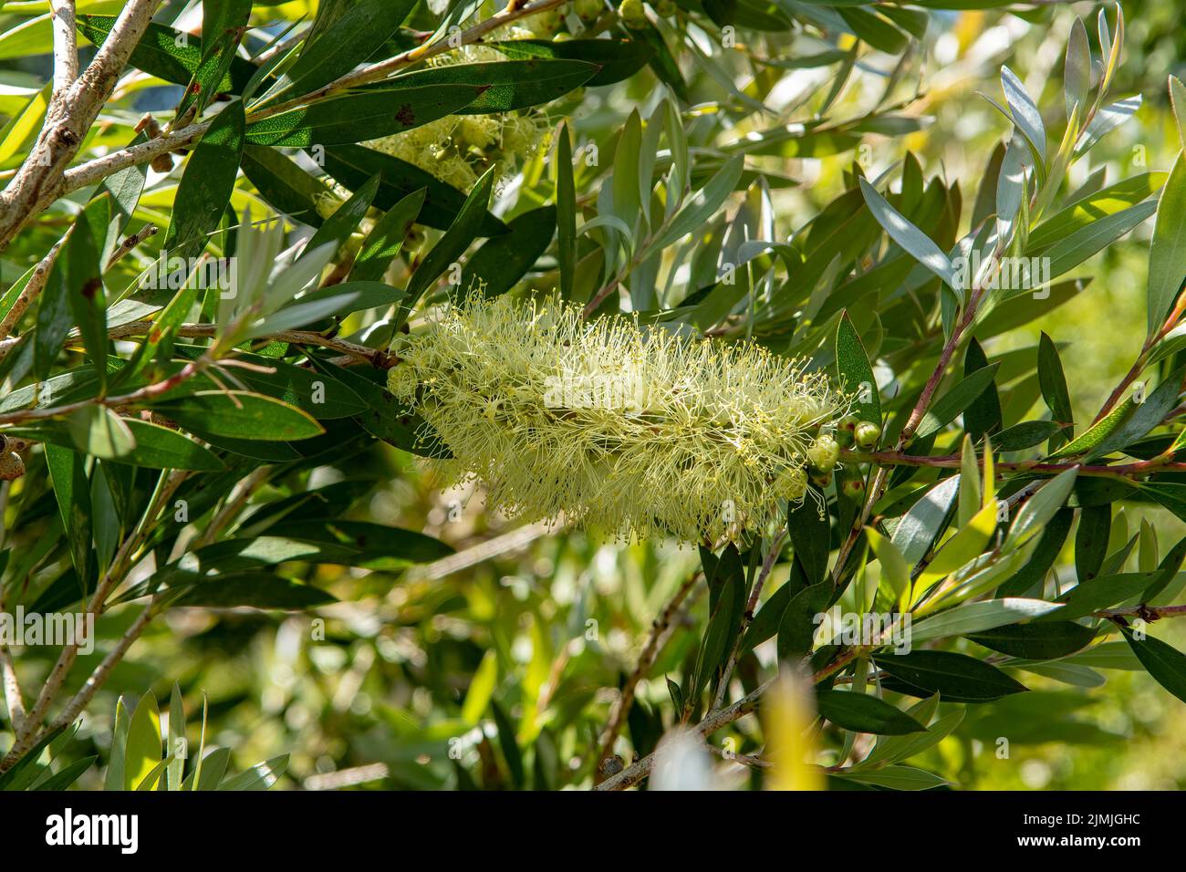 Callistemon pityoides, Yellow Bottlebrush Stock Photo - Alamy Callistemon pityoides, Yellow Bottlebrush Stock Photo - Alamy