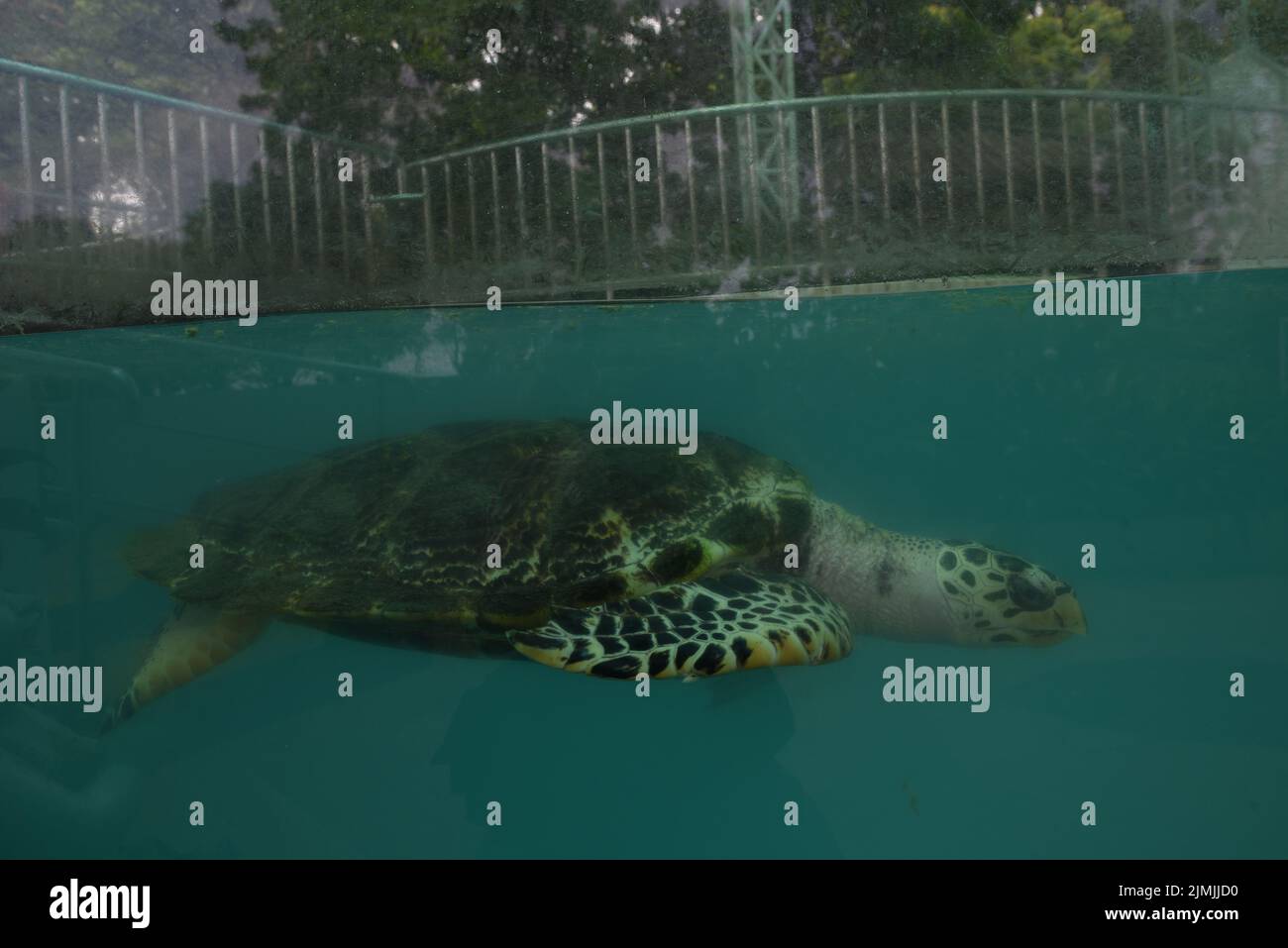 Chonburi, Thailand. 6th Aug, 2022. Sea Turtle Conservation Center is ...