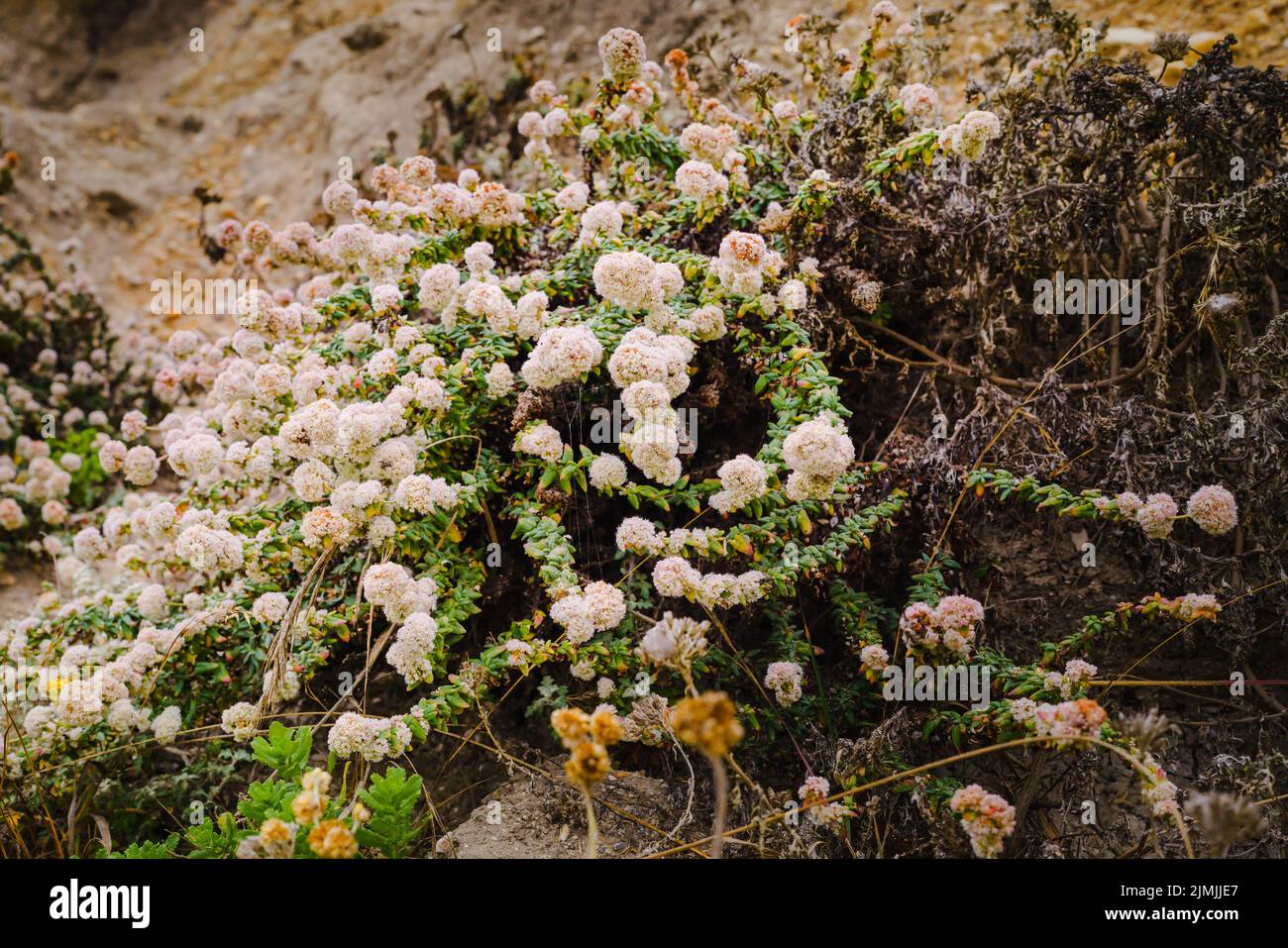 Seaside buckwheat, or coast buckwheat on the beach in bloom, California ...
