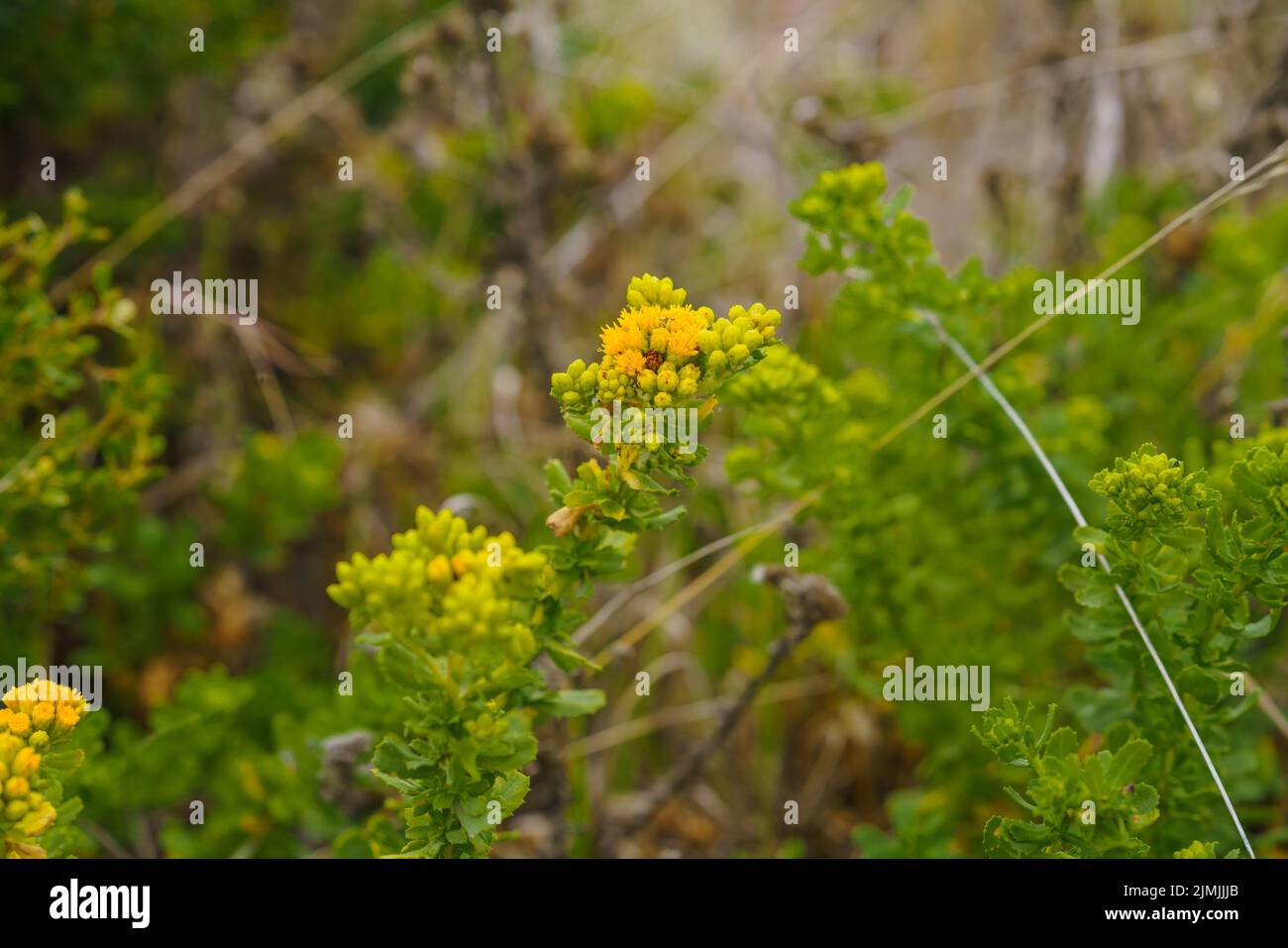 Wild buckwheat flower, or sulphur flower, in bloom on the beach ...