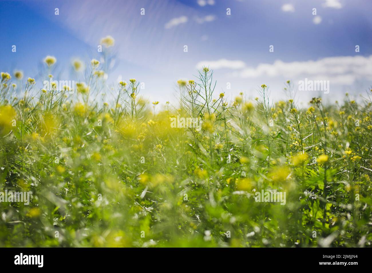 Beautiful spring day landscape hi-res stock photography and images - Alamy