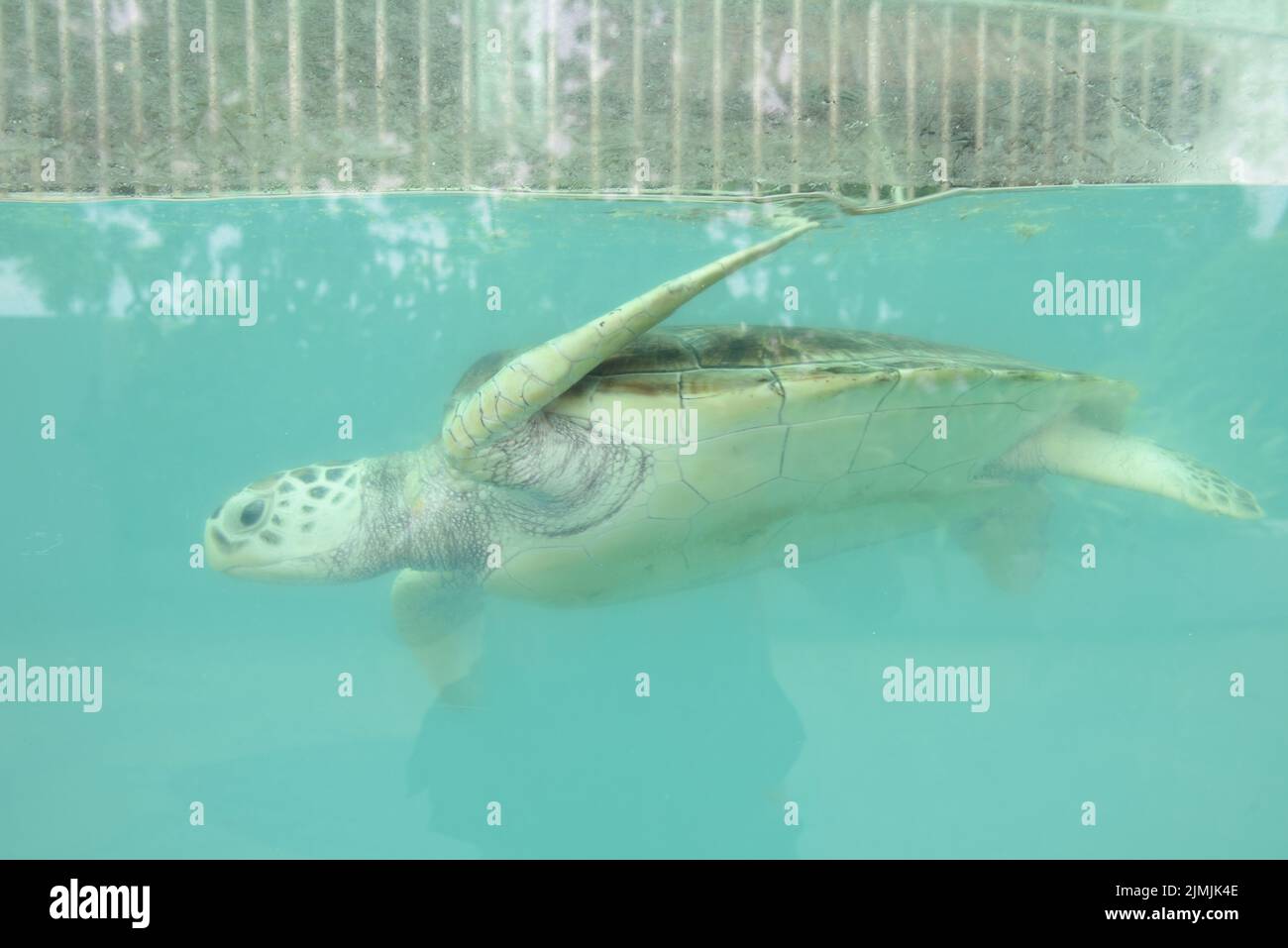 Chonburi, Thailand. 6th Aug, 2022. Sea Turtle Conservation Center is ...