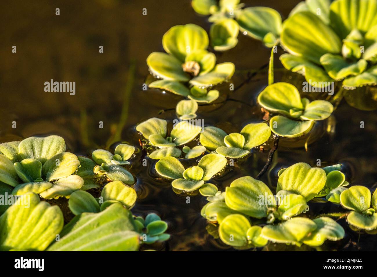 A beautiful overlooking view of wetlands in Tucson, Arizona Stock Photo ...