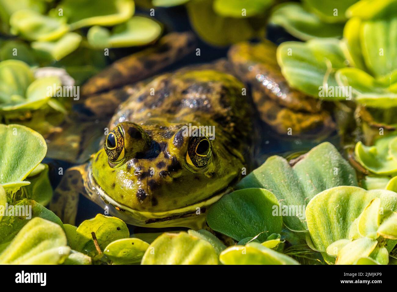An American Bullfrog in Tucson, Arizona Stock Photo - Alamy