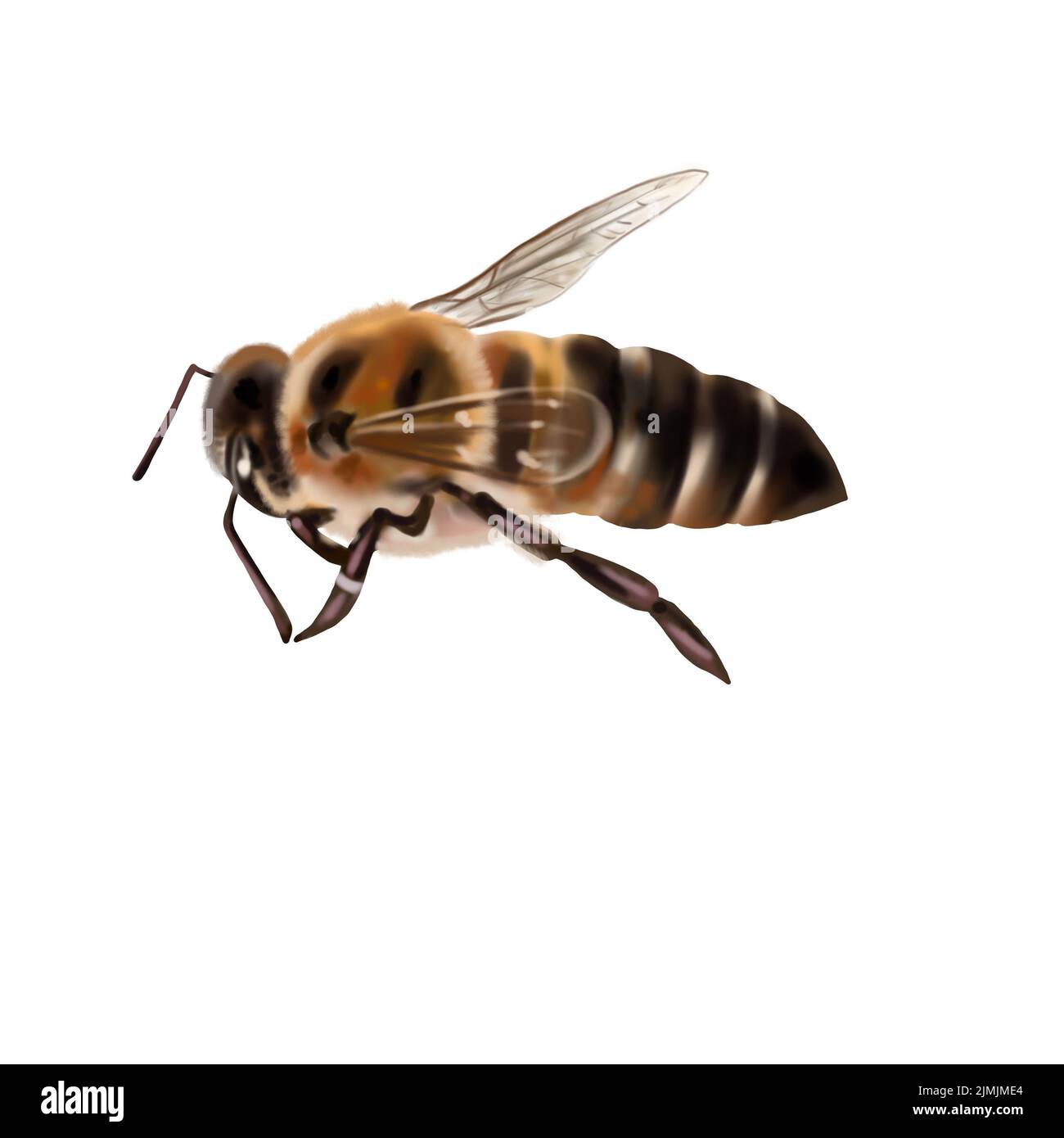 watercolor realistic bee. honey bees isolated Stock Photo - Alamy
