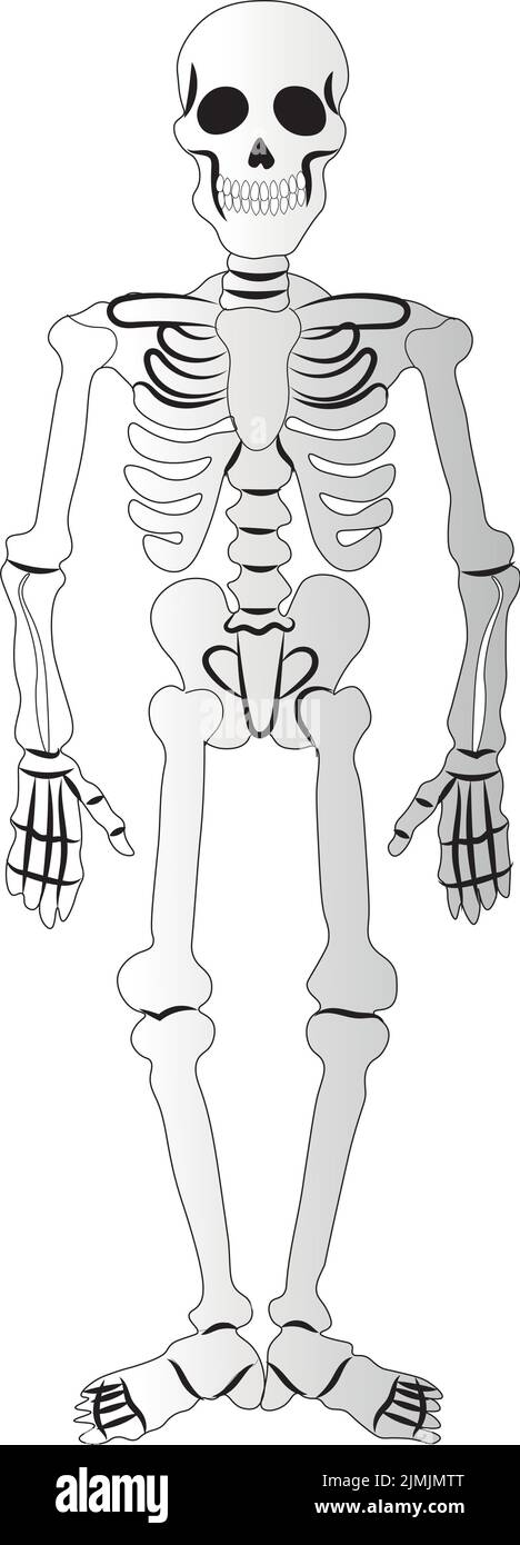 Skeleton on a white background, element of the Halloween holiday ...