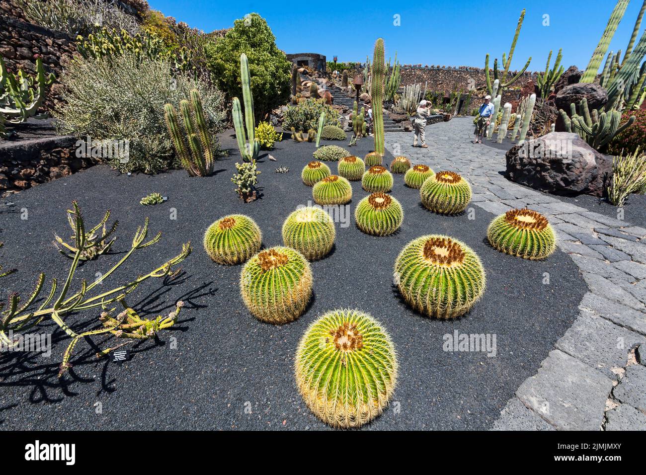 Gold Bull Cactus (Echinocactus platyacanthus Stock Photo - Alamy
