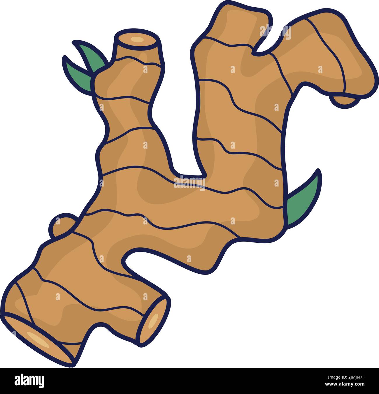 ginger root icon Stock Vector Image & Art - Alamy