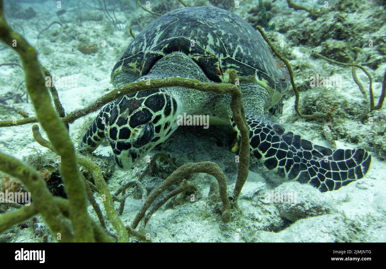 A sea turtle eating under the water Stock Photo - Alamy