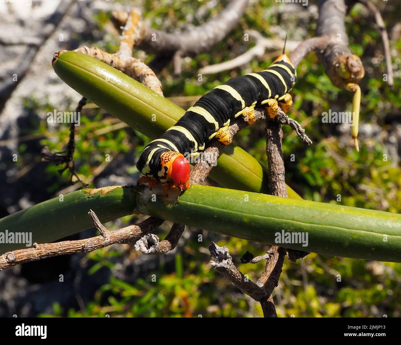Colorful worm hi-res stock photography and images - Alamy