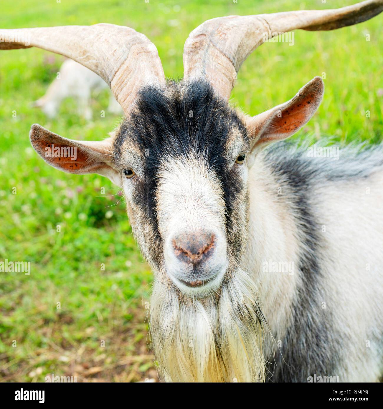 Pet adult male goat on the farm Stock Photo - Alamy Pet adult male goat on the farm Stock Photo - Alamy