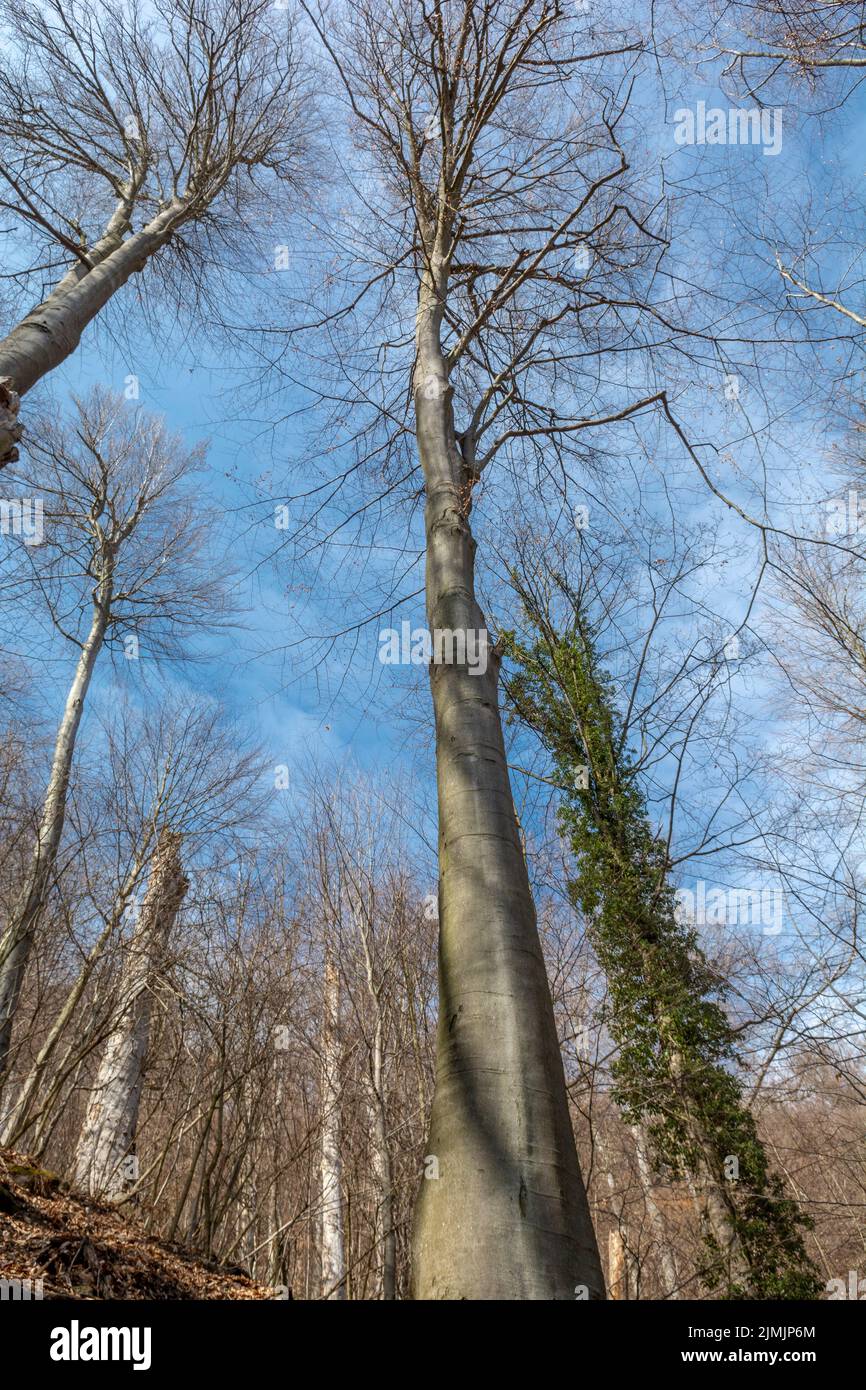 Beech (Fagus) trees in the forest in winter. Old beech trees crowns ...