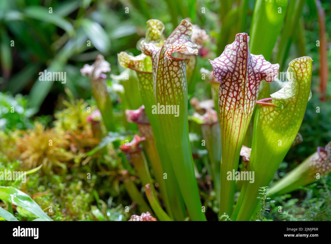 Carnivorous predatory plant Saracenia - Sarracenia Stock Photo - Alamy