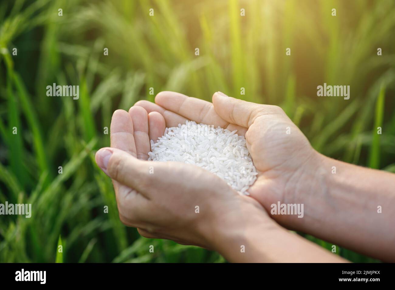 Harvest of rice hi-res stock photography and images - Alamy