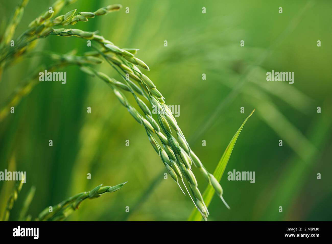 Rice plants hi-res stock photography and images - Alamy
