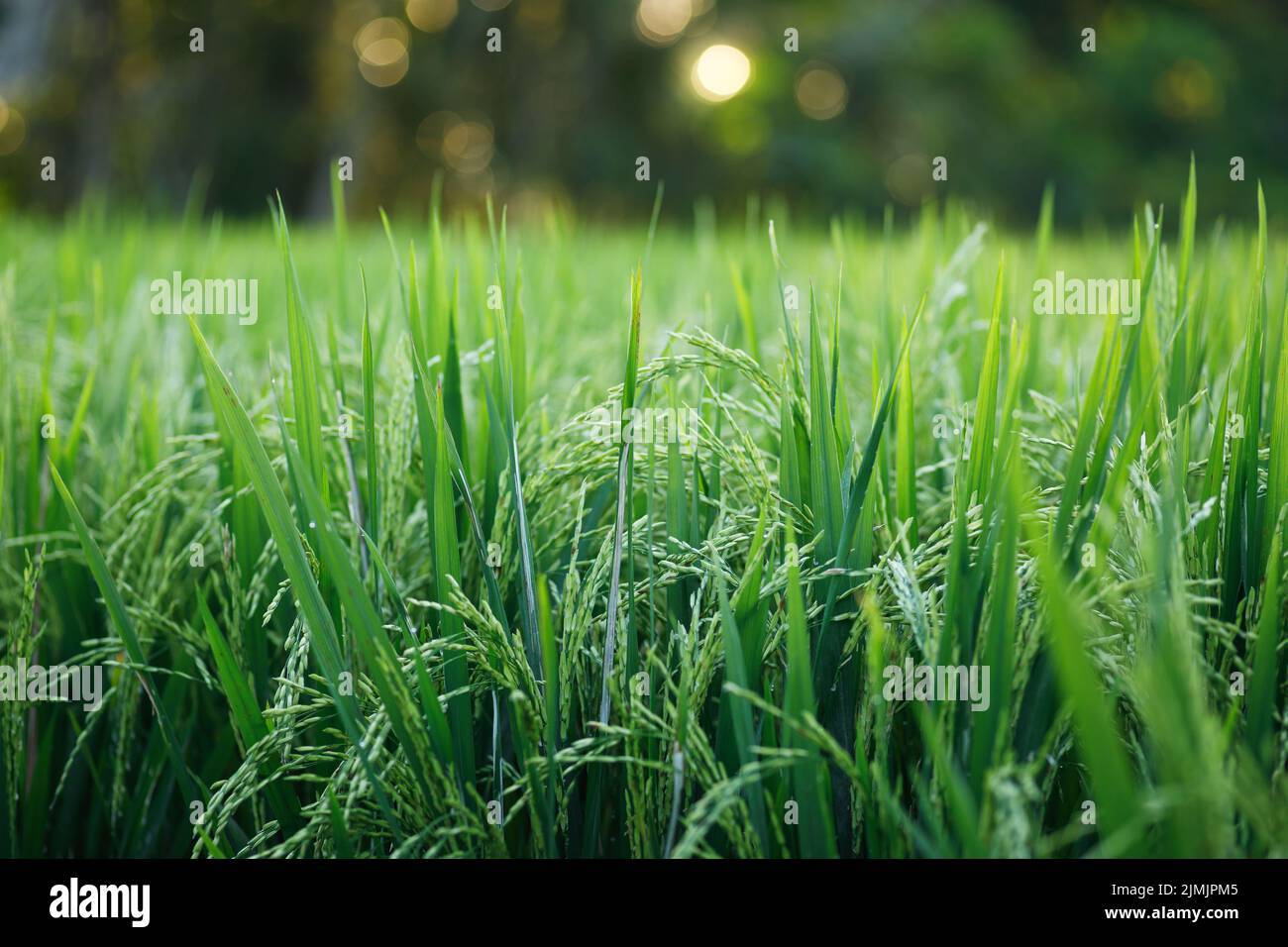 Ripe rice plants hi-res stock photography and images - Alamy