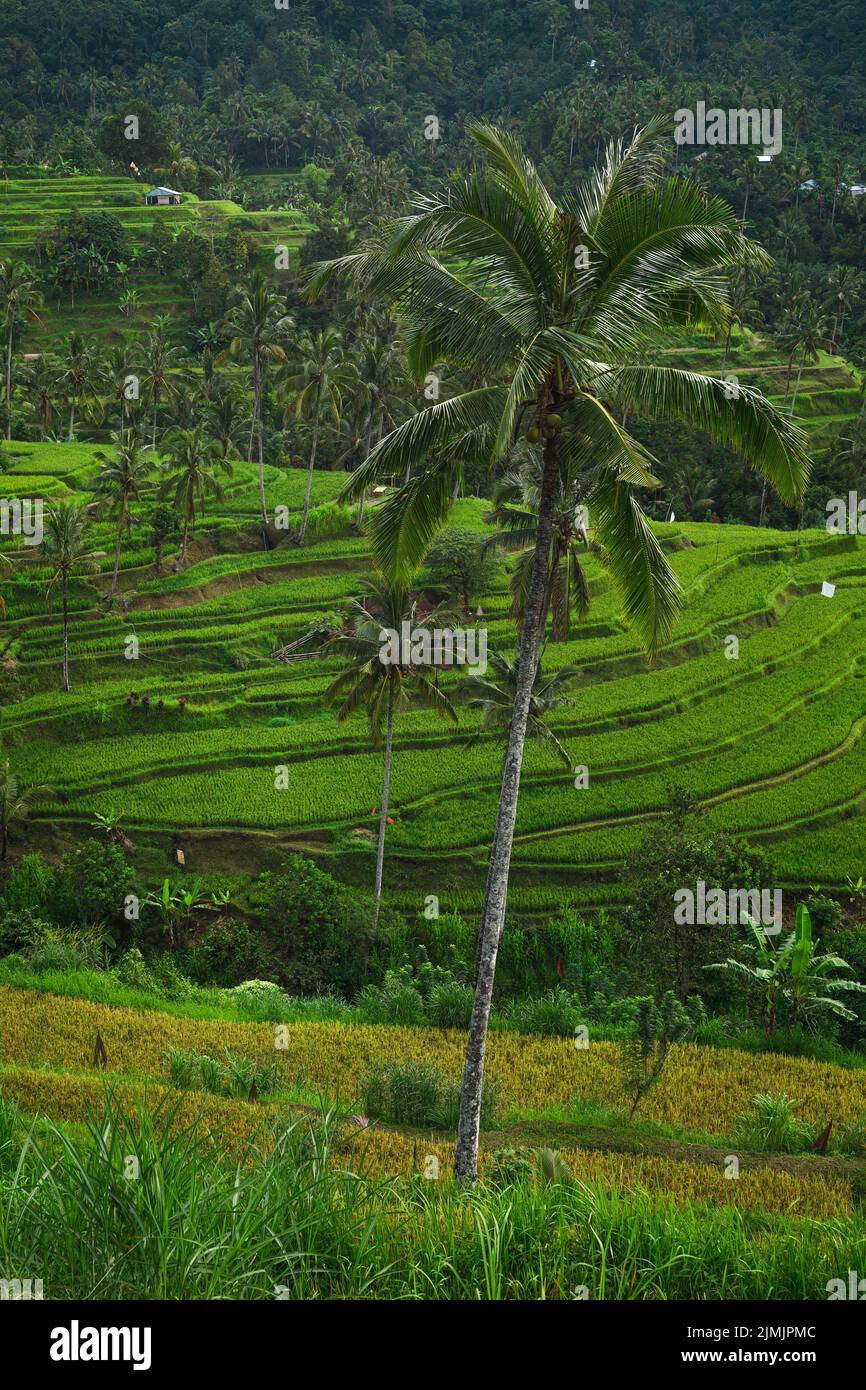 Beautiful green rice terraces with a view of the landscape hi-res stock ...
