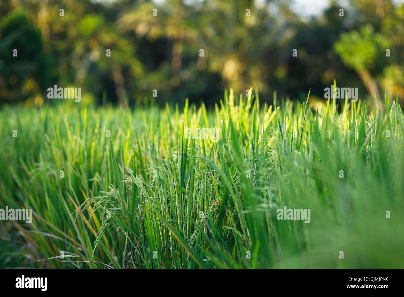 Young green rice field hi-res stock photography and images - Alamy