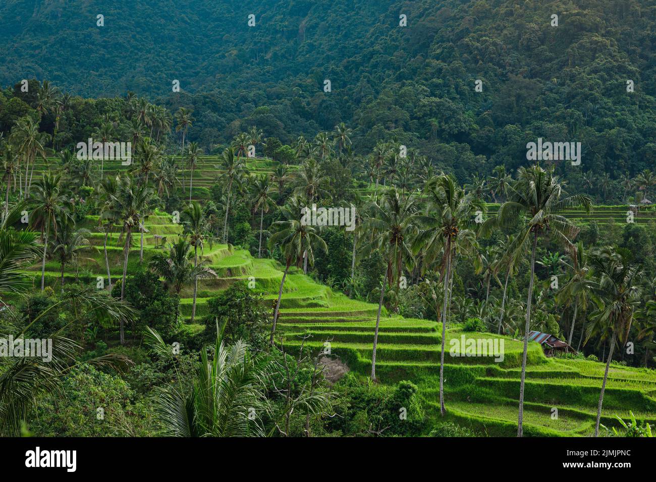 Rice terraces and palm trees hi-res stock photography and images - Alamy