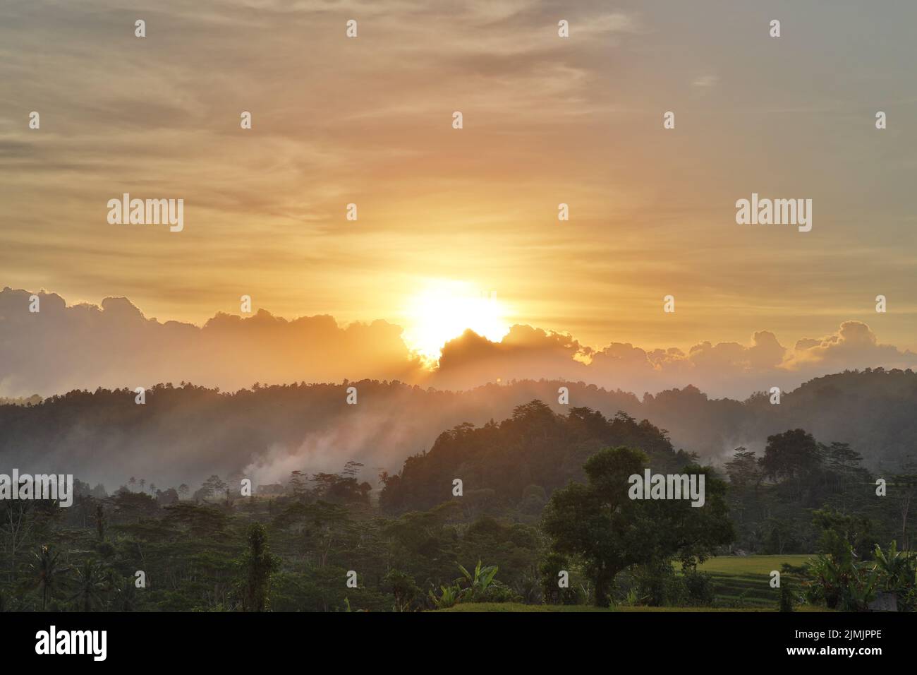 Indonesia jungle hi-res stock photography and images - Alamy