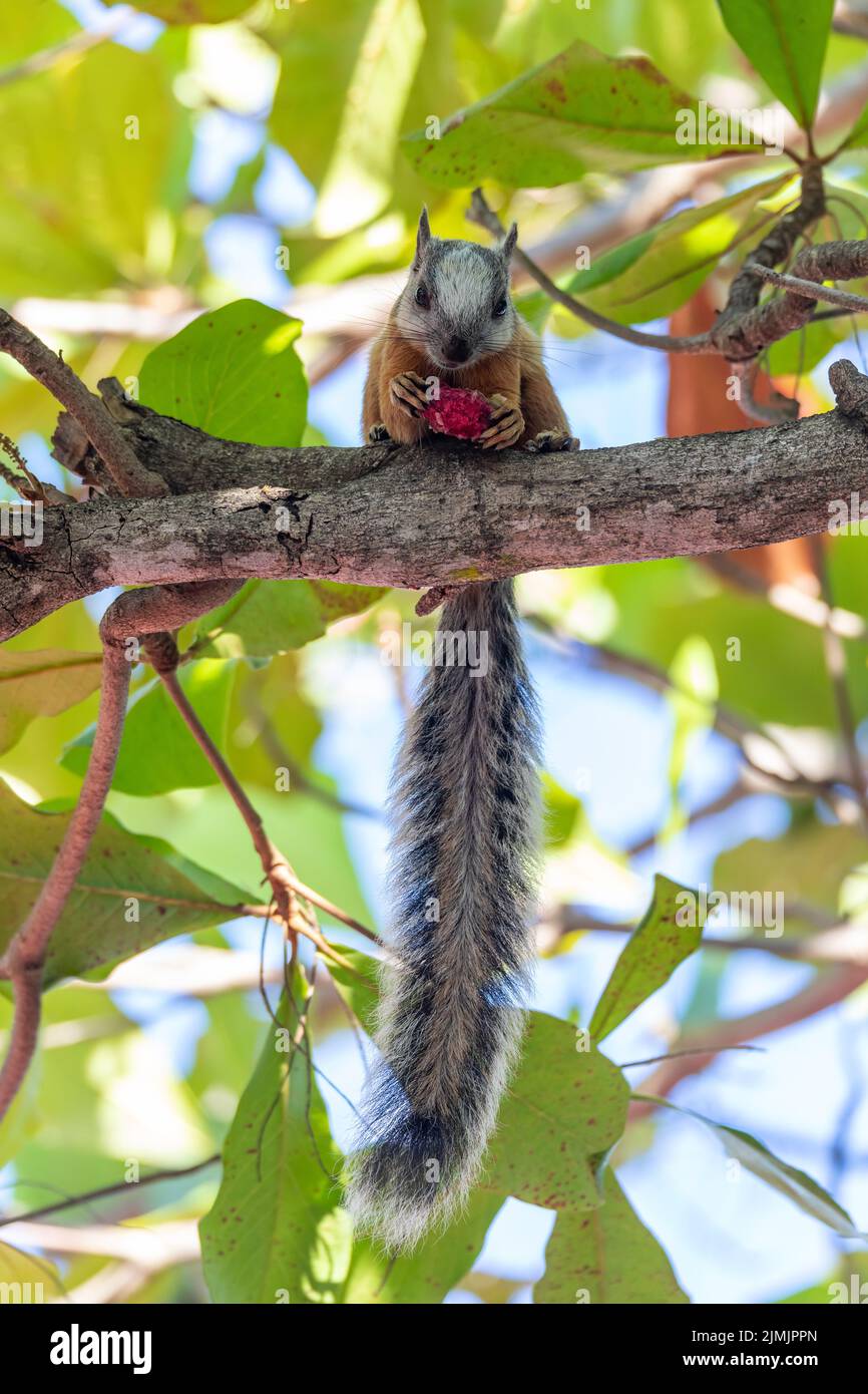 Variegated squirrel on tree hi-res stock photography and images - Alamy