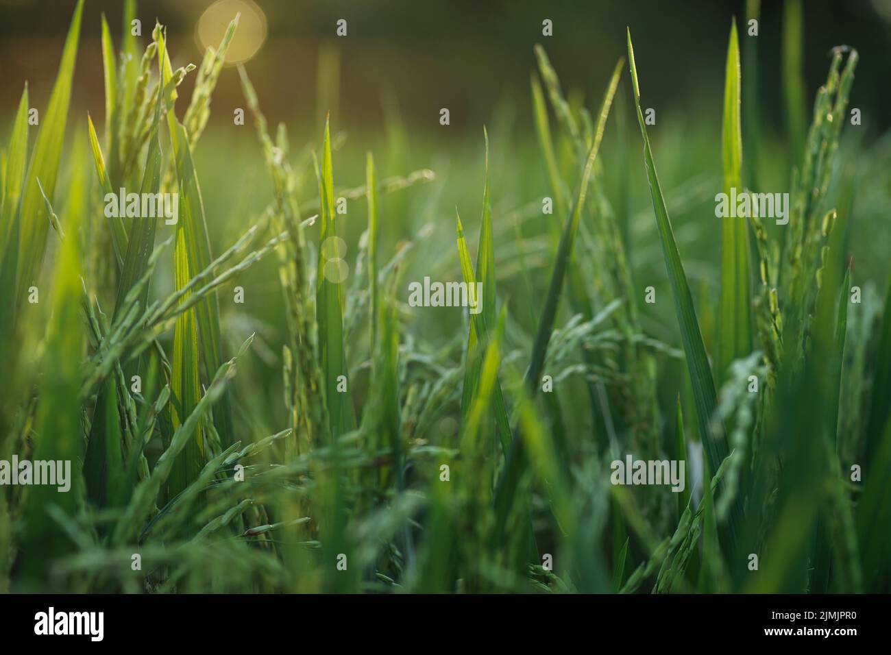 Fresh grain plants hi-res stock photography and images - Alamy