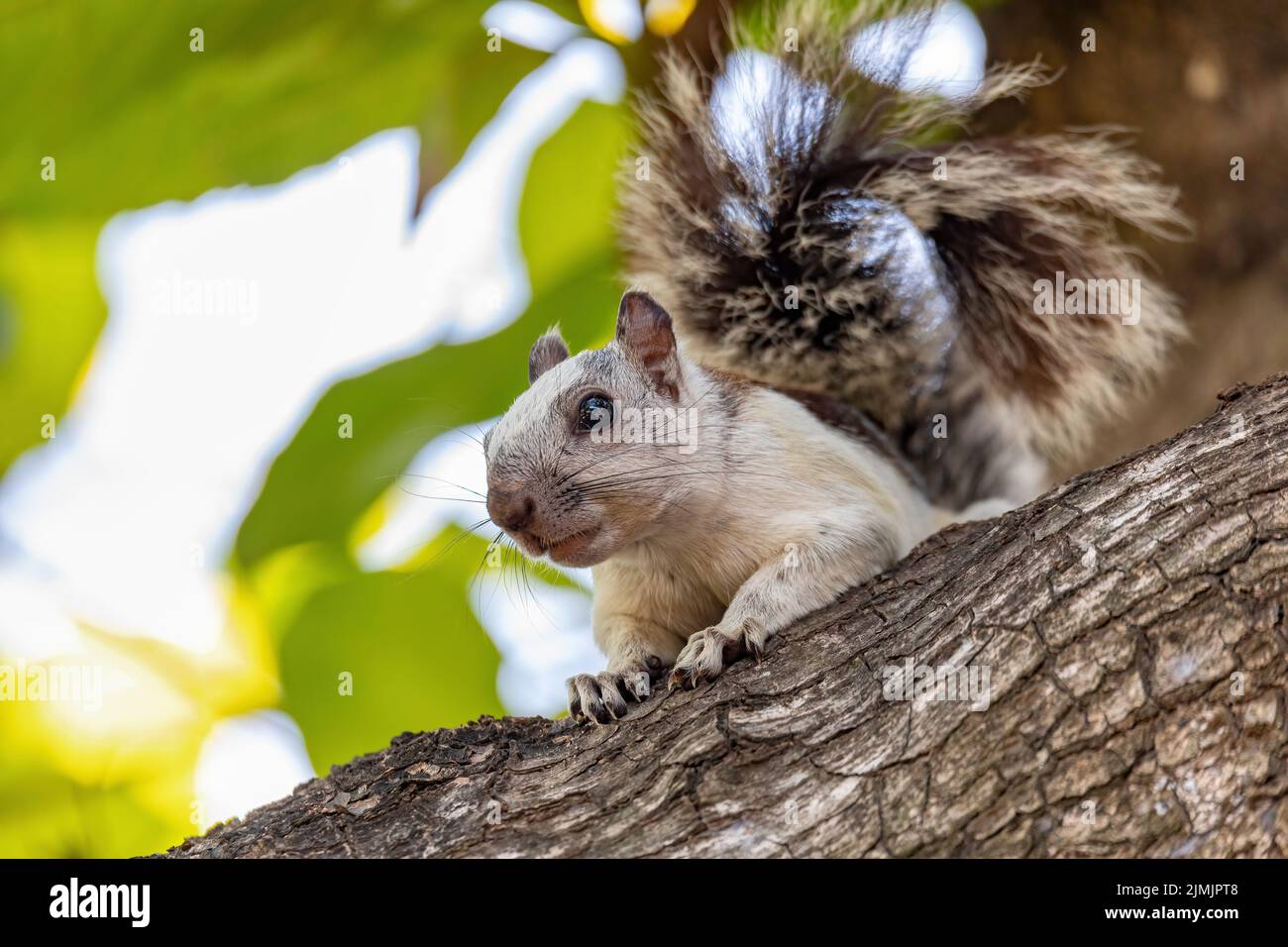 Variegated squirrel, Sciurus variegatoides Stock Photo - Alamy