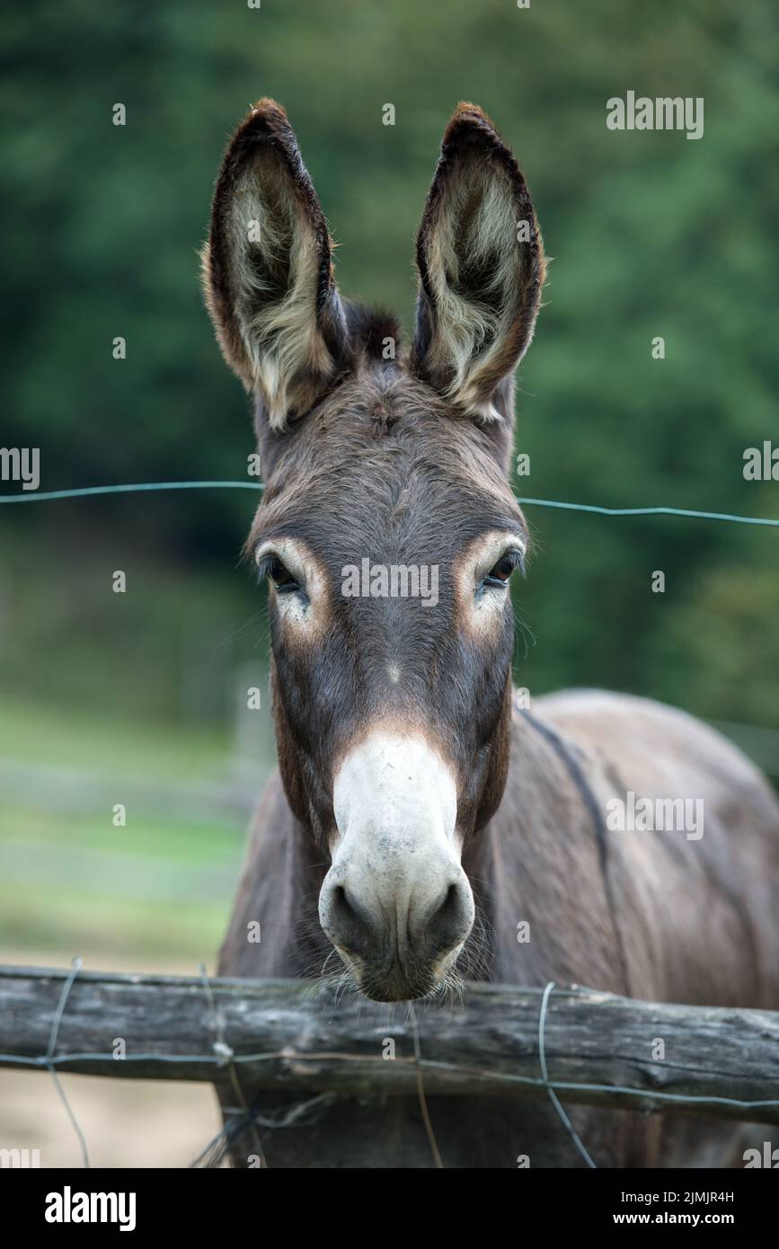 Donkey cross hi-res stock photography and images - Alamy