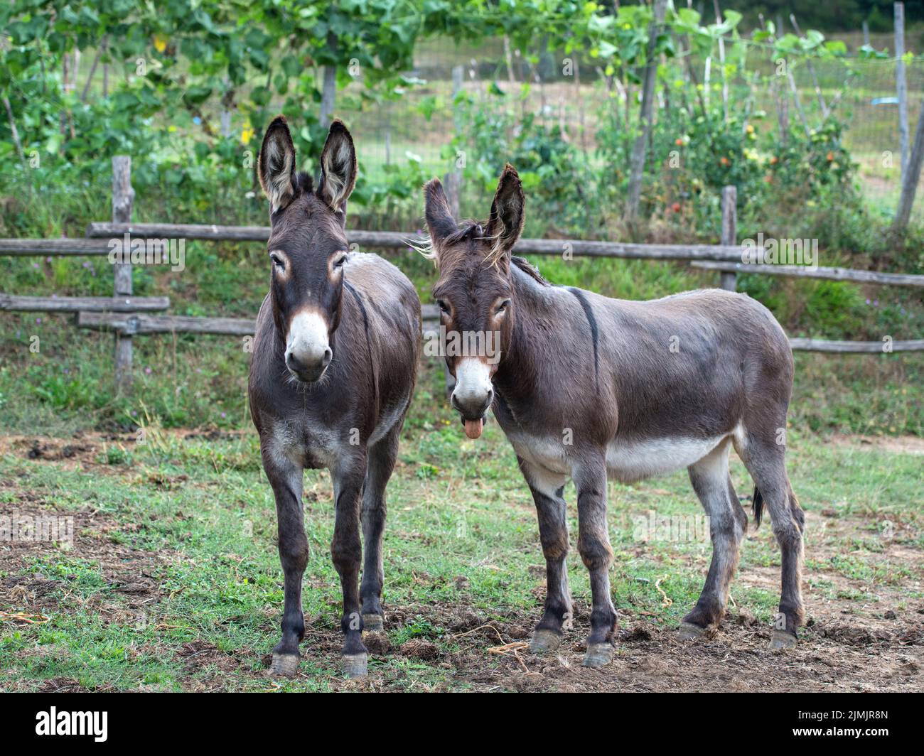 Donkeys couple hi-res stock photography and images - Alamy