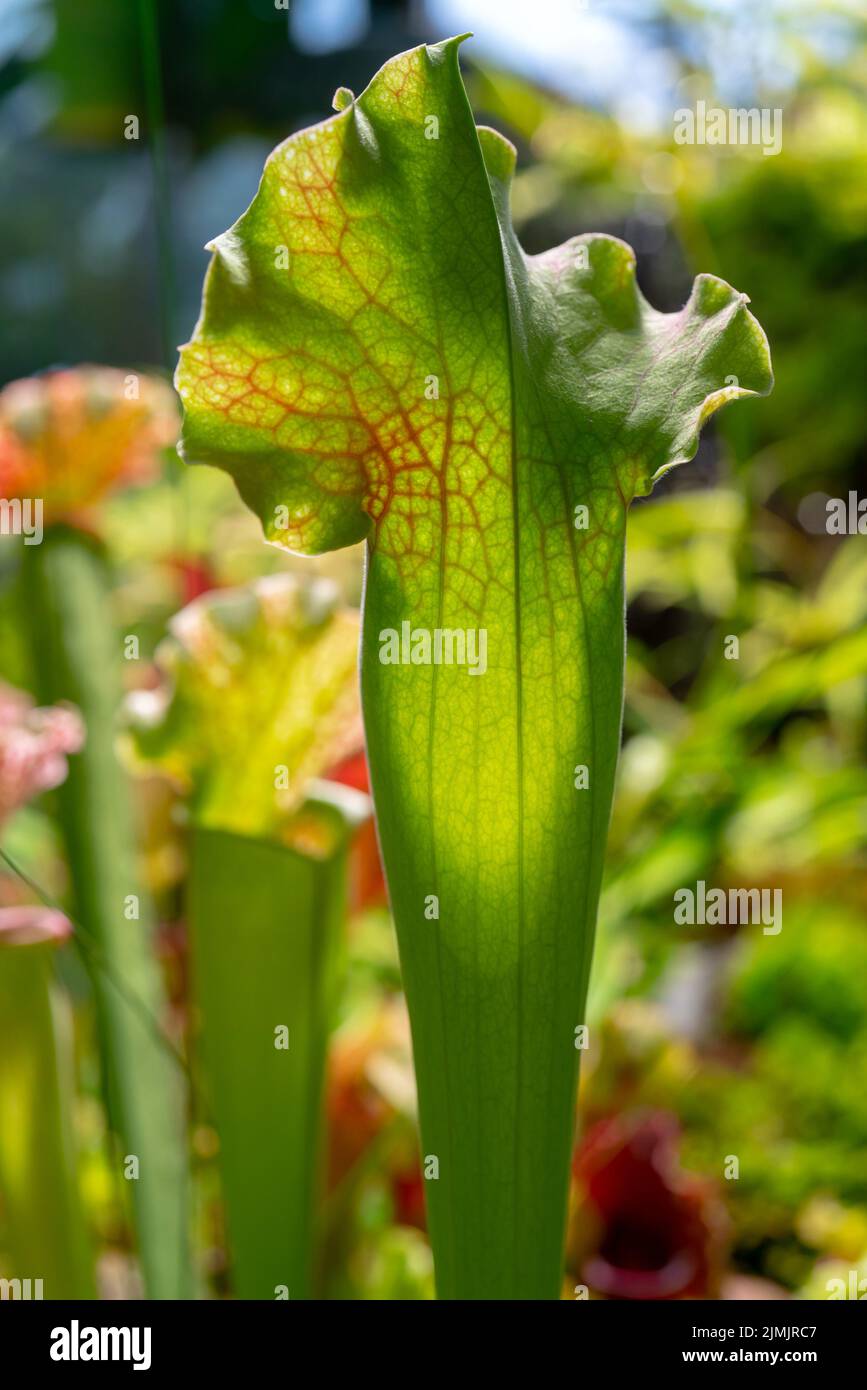 Carnivorous predatory plant Saracenia - Sarracenia Stock Photo - Alamy