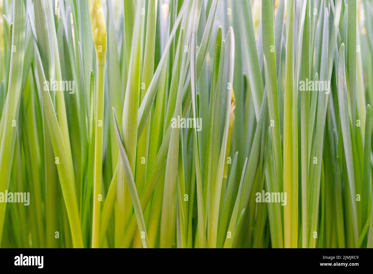 Green beautiful stems. Natural background. Spring seedlings of a plant ...