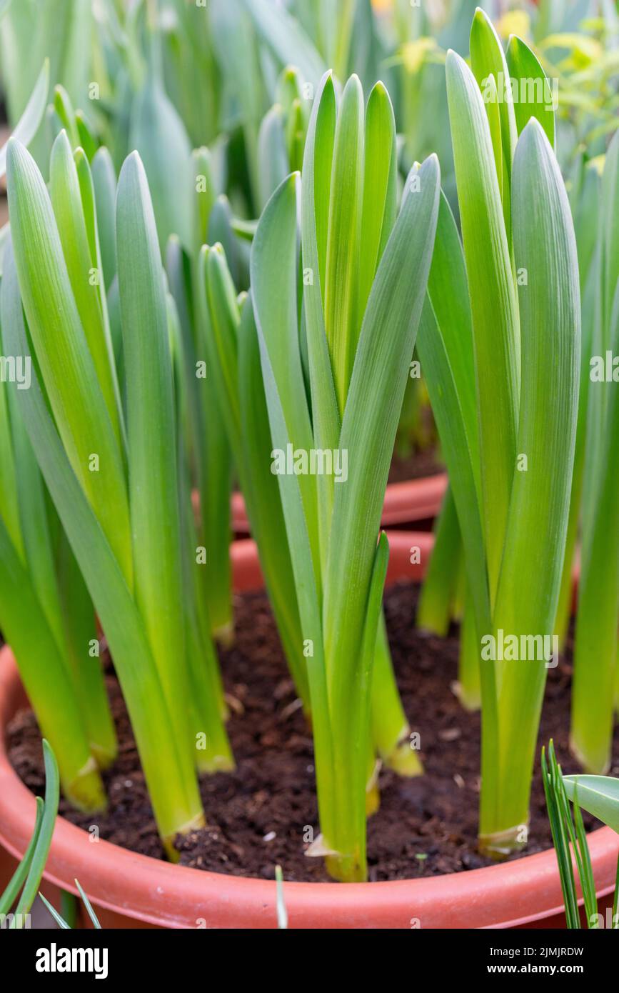 Green beautiful stems. Natural background. Spring seedlings of a plant ...