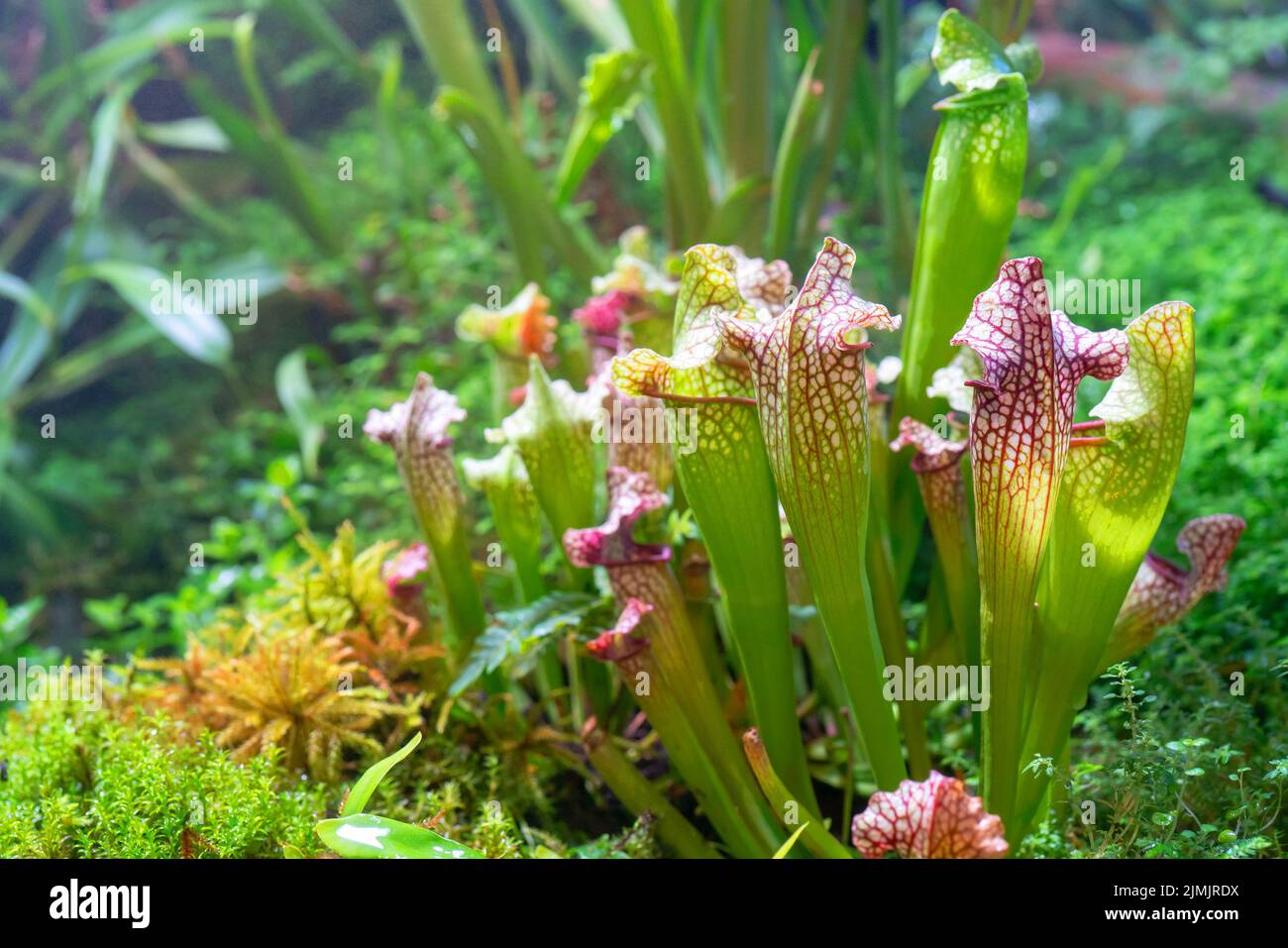 Carnivorous predatory plant Saracenia - Sarracenia Stock Photo - Alamy