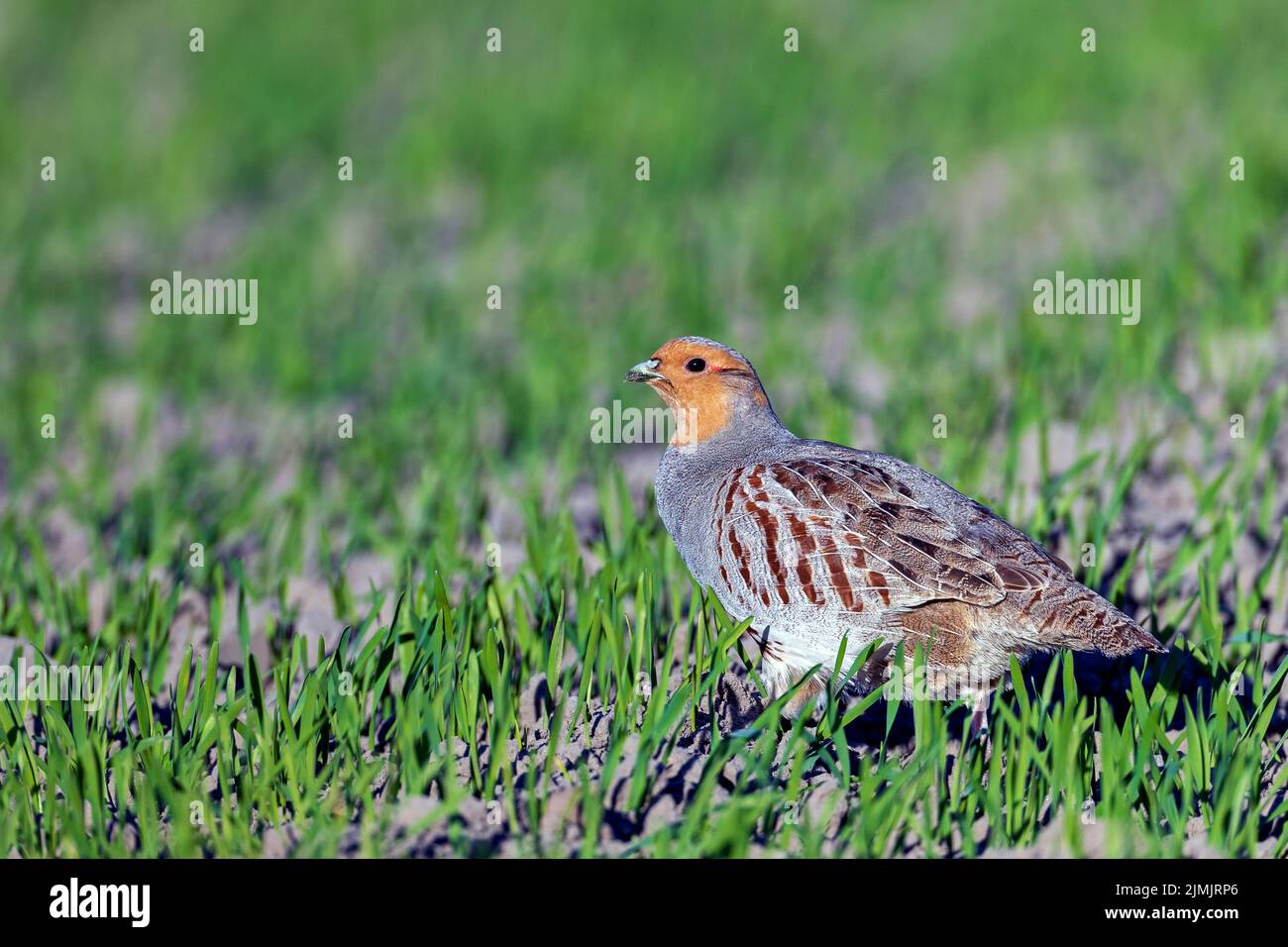 Grey Partridge cock in breeding plumage Stock Photo - Alamy