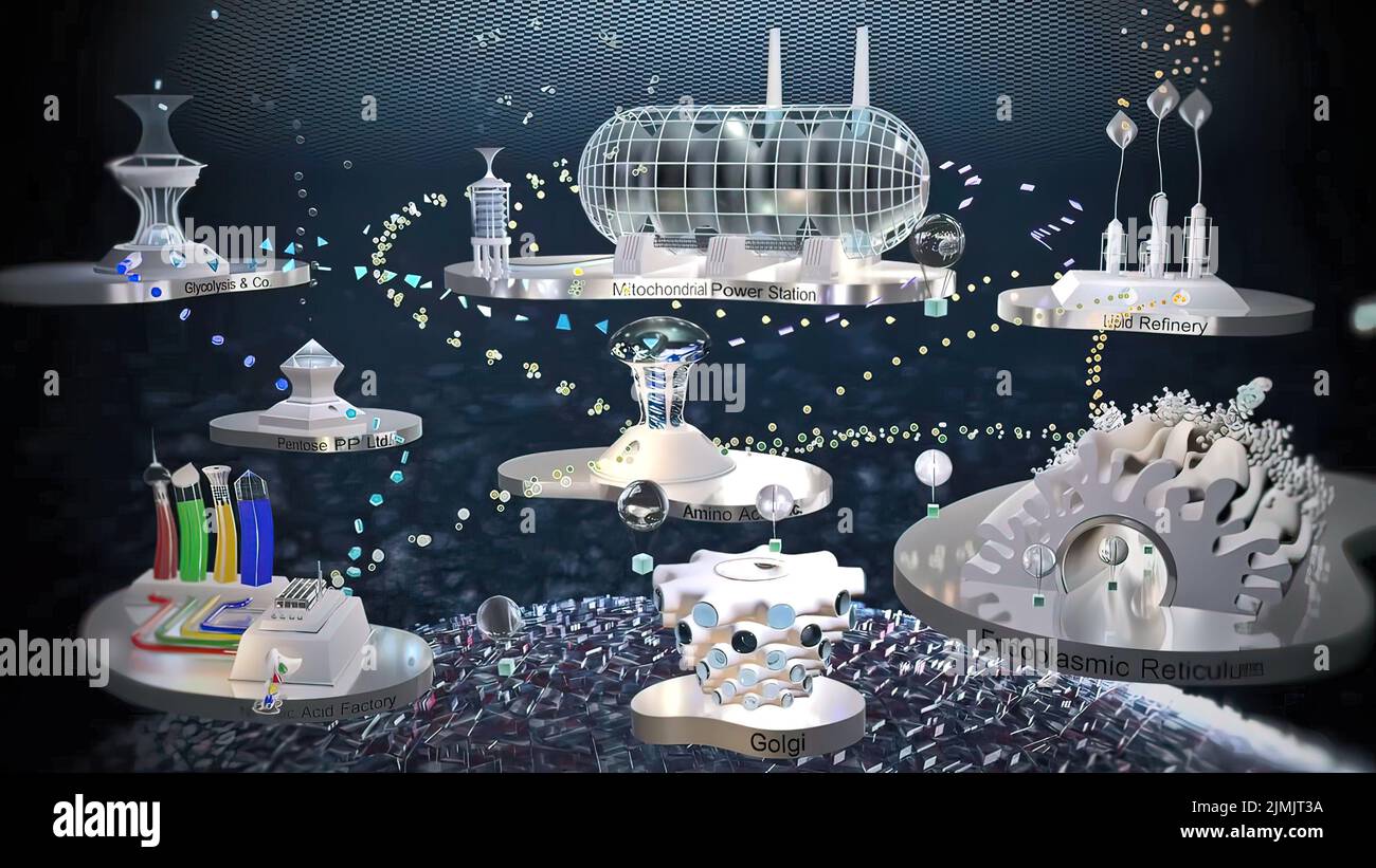 Metaphase mitosis hi-res stock photography and images - Alamy