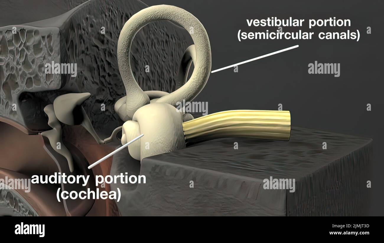 Ear canal diagram hi-res stock photography and images - Alamy