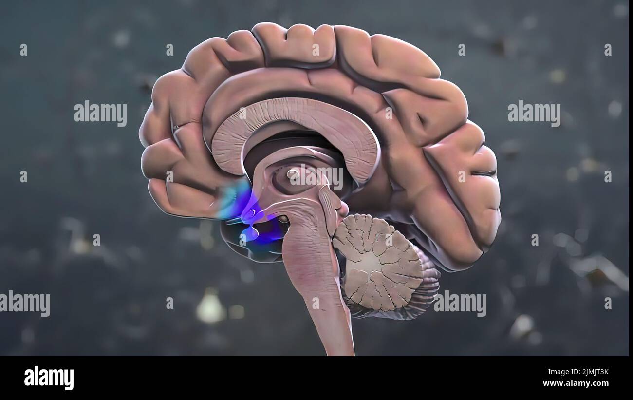 Anatomy neurology dendrite neurone hi-res stock photography and images ...