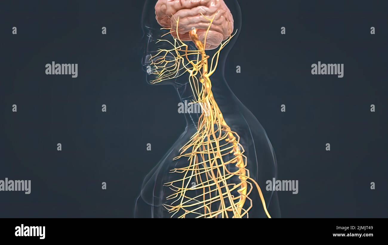 Human brain nervous system hi-res stock photography and images - Alamy