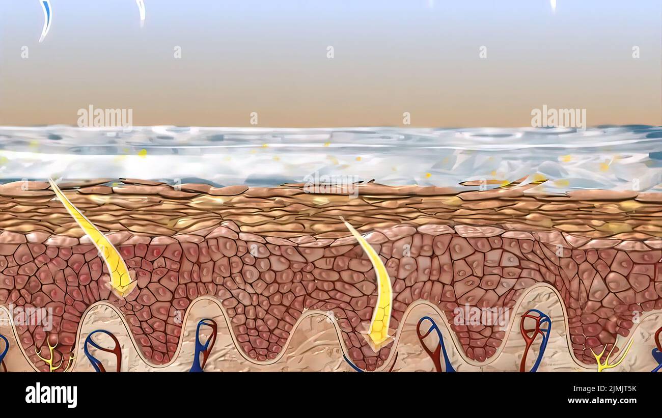 Squamous epithelium hi-res stock photography and images - Alamy