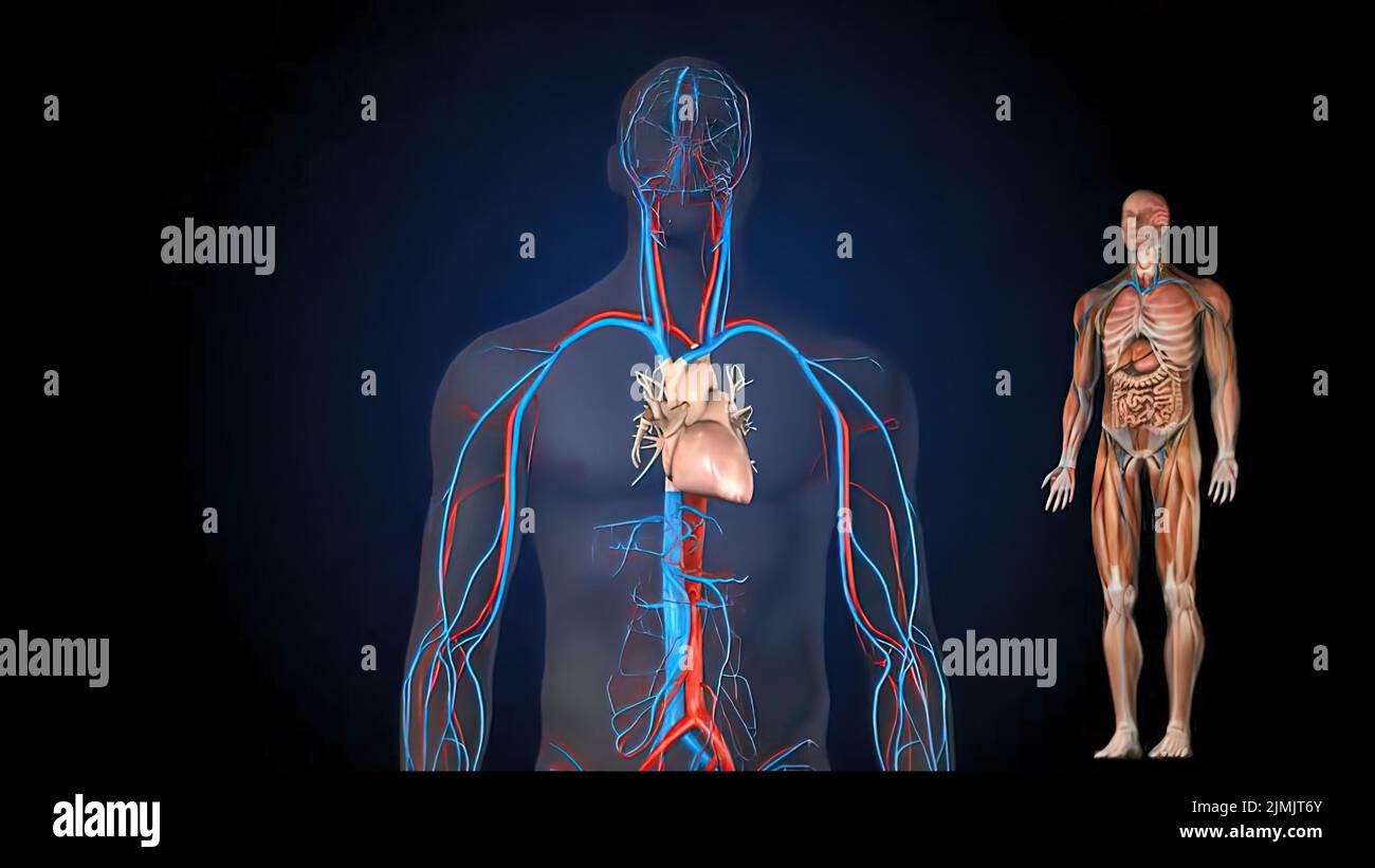Pulmonary blood vessel hi-res stock photography and images - Alamy